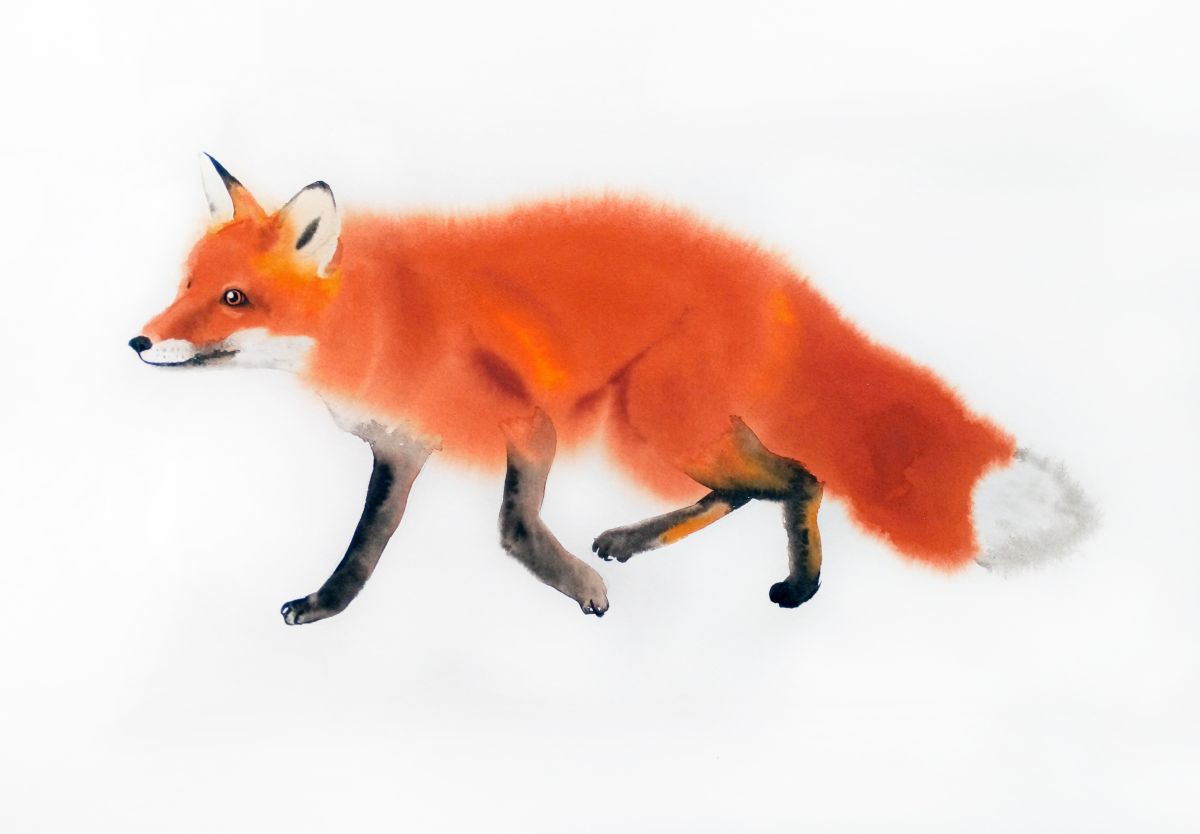 Sly Fox (2016) Watercolour by Olga Beliaeva | Artfinder