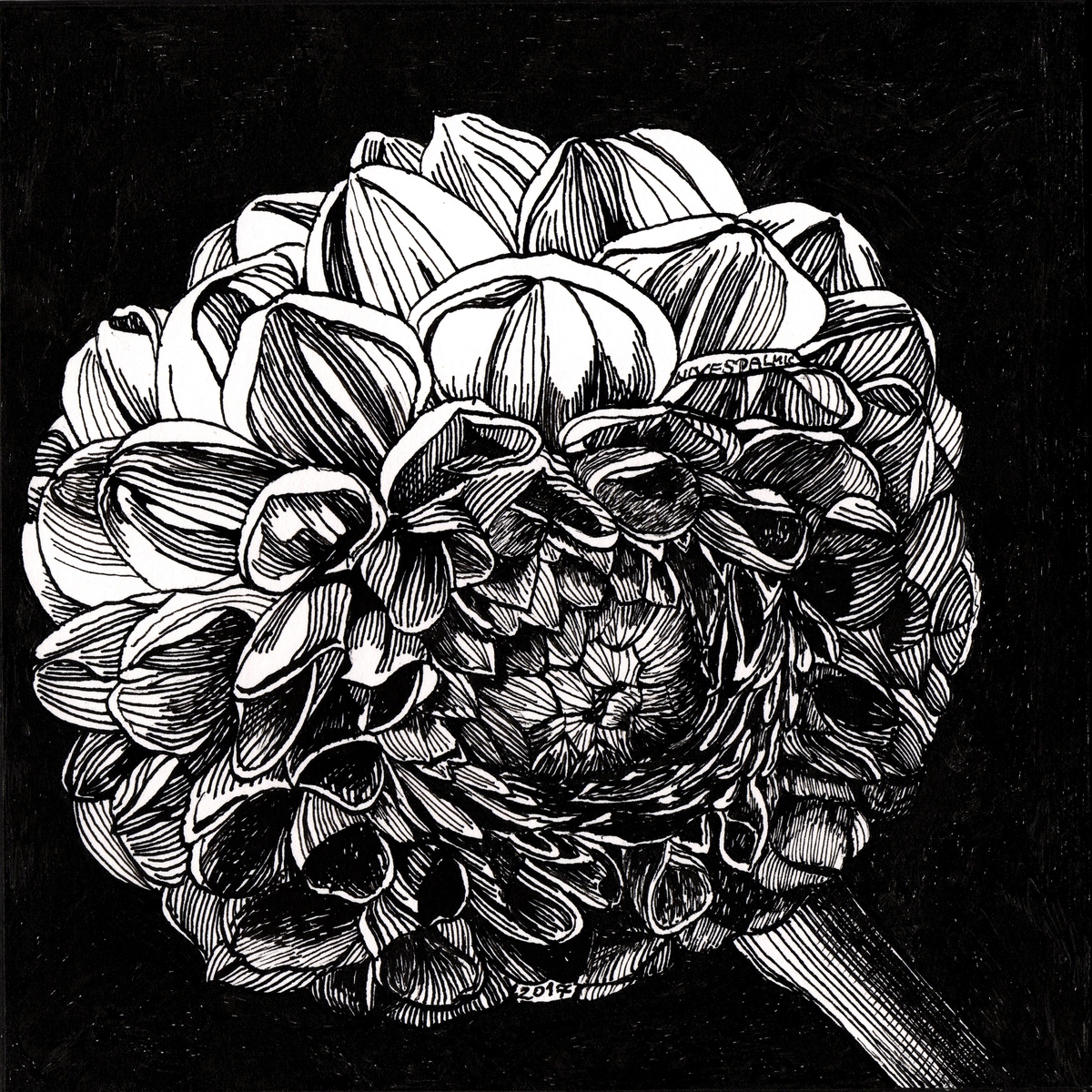 Black Ink Drawings