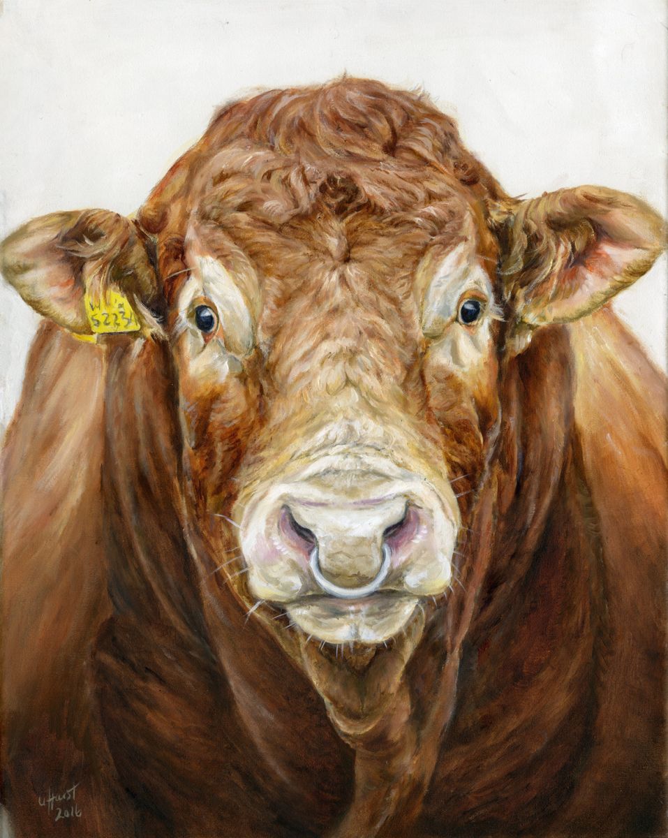 Limousin bull portrait (2016) Oil painting by UNA HURST | Artfinder