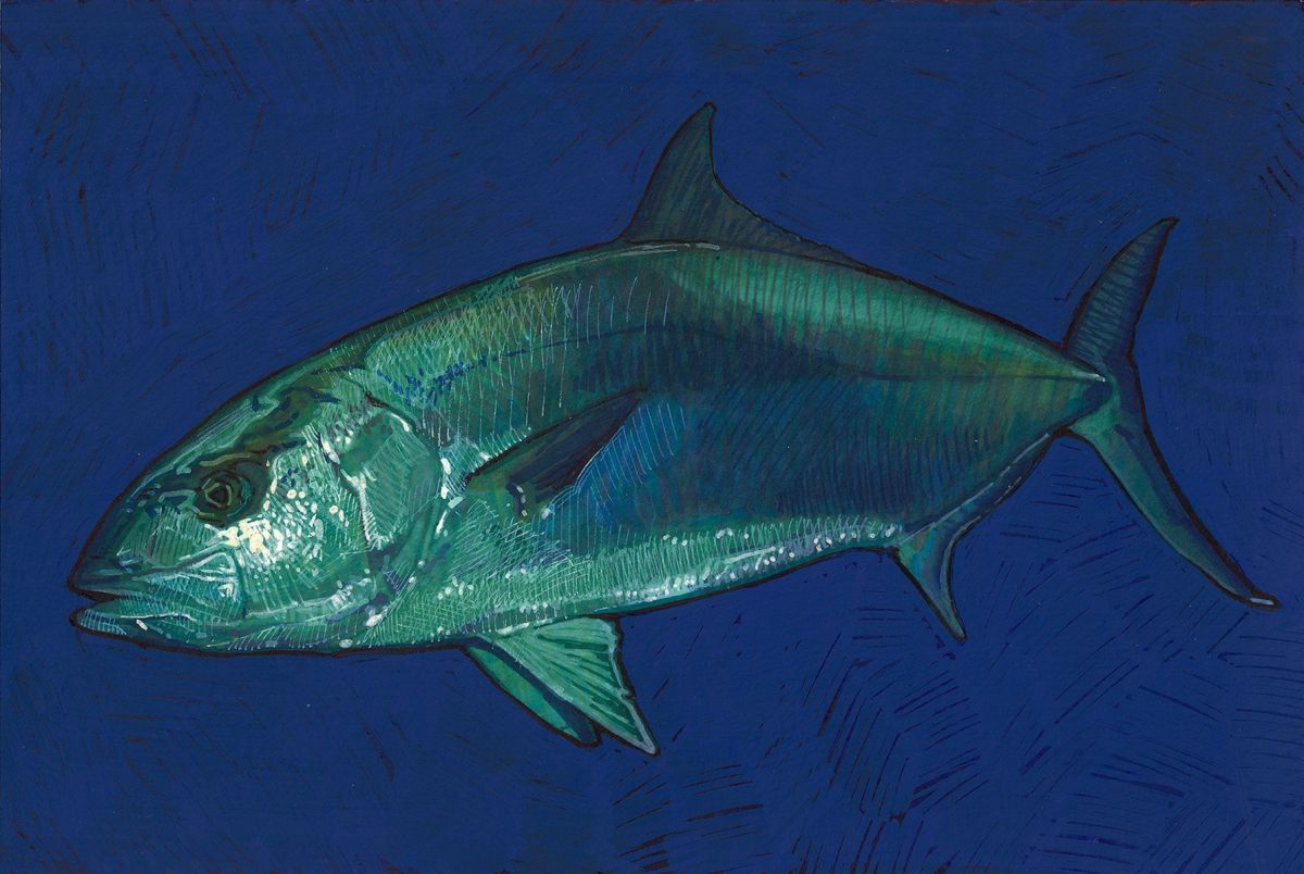 Amberjack 01 -SOLD- (2016) Drawing by Carlos J. Marquez | Artfinder