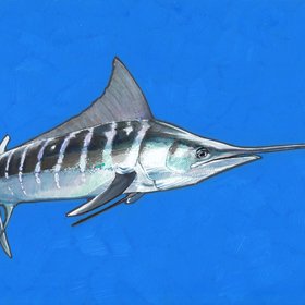 Amberjack 01 -SOLD- (2016) Drawing by Carlos J. Marquez | Artfinder